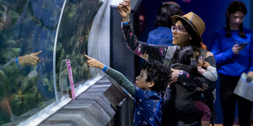 Caribbean Tank - Discovery World